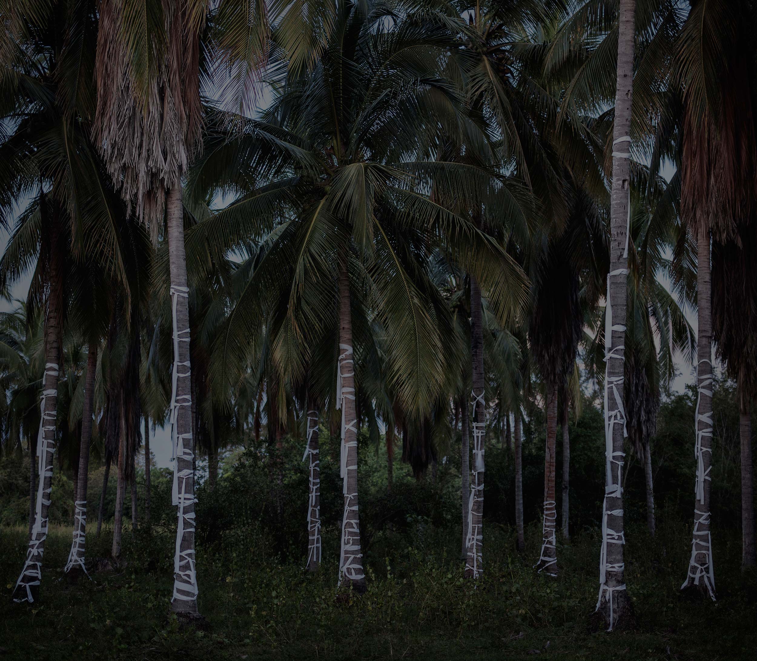 ICP Projected: El Cimarrón Y Su Fandango | International Center of ...