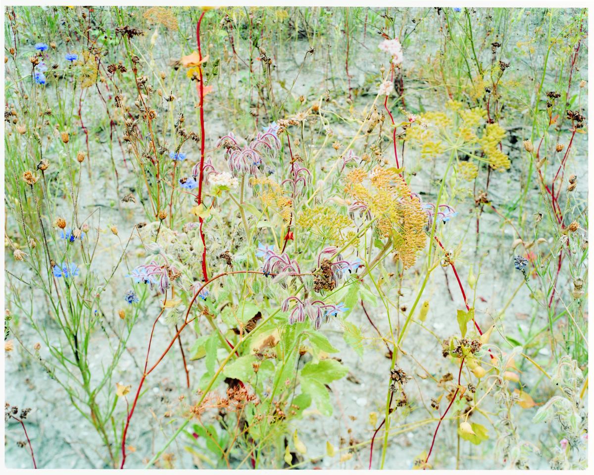 Ecotopia: The Second ICP Triennial of Photography and Video ...