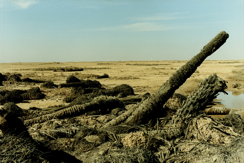 Ecotopia: The Second ICP Triennial of Photography and Video ...