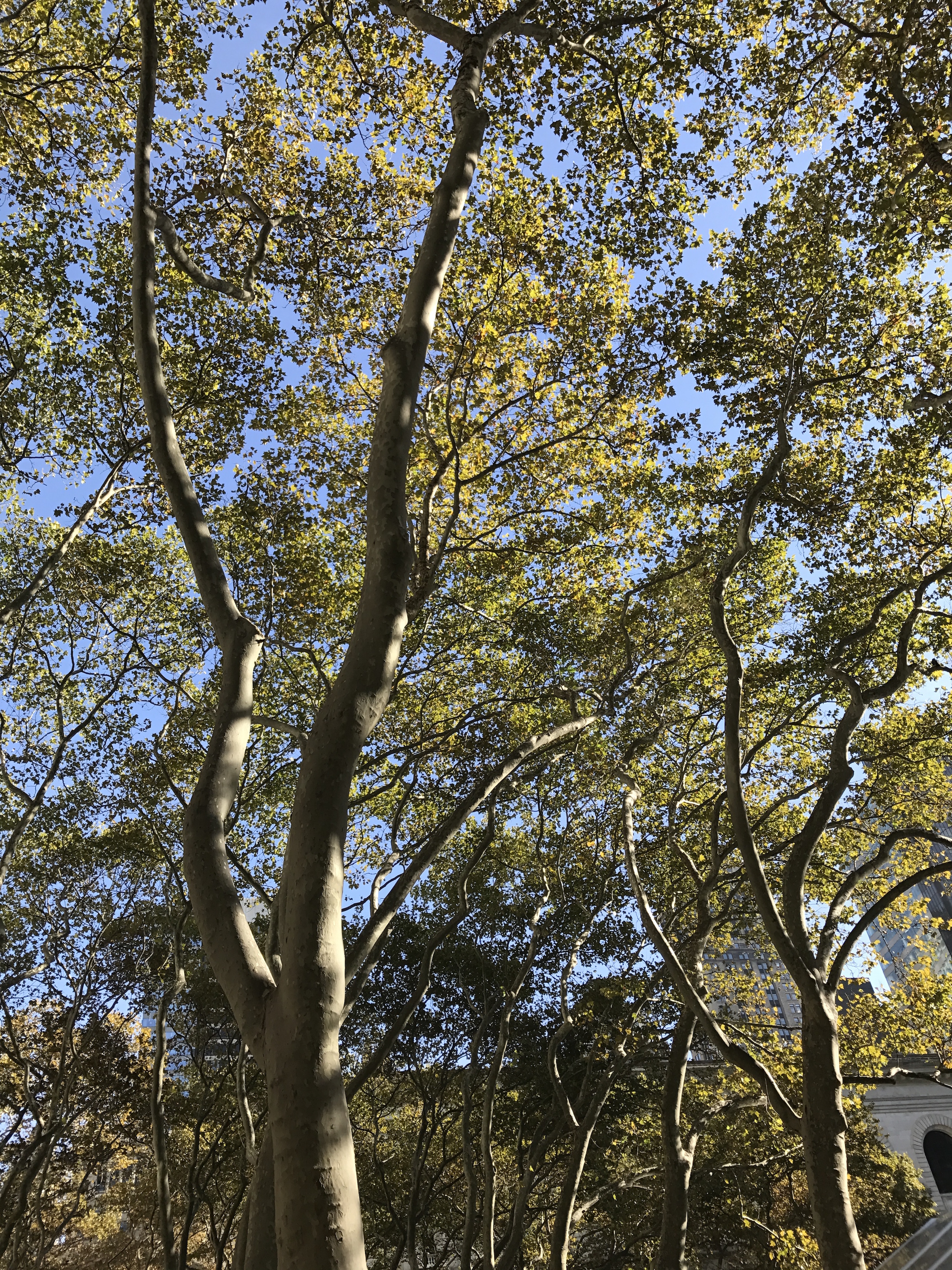 ICP Photography Classes in Bryant Park | International Center of ...