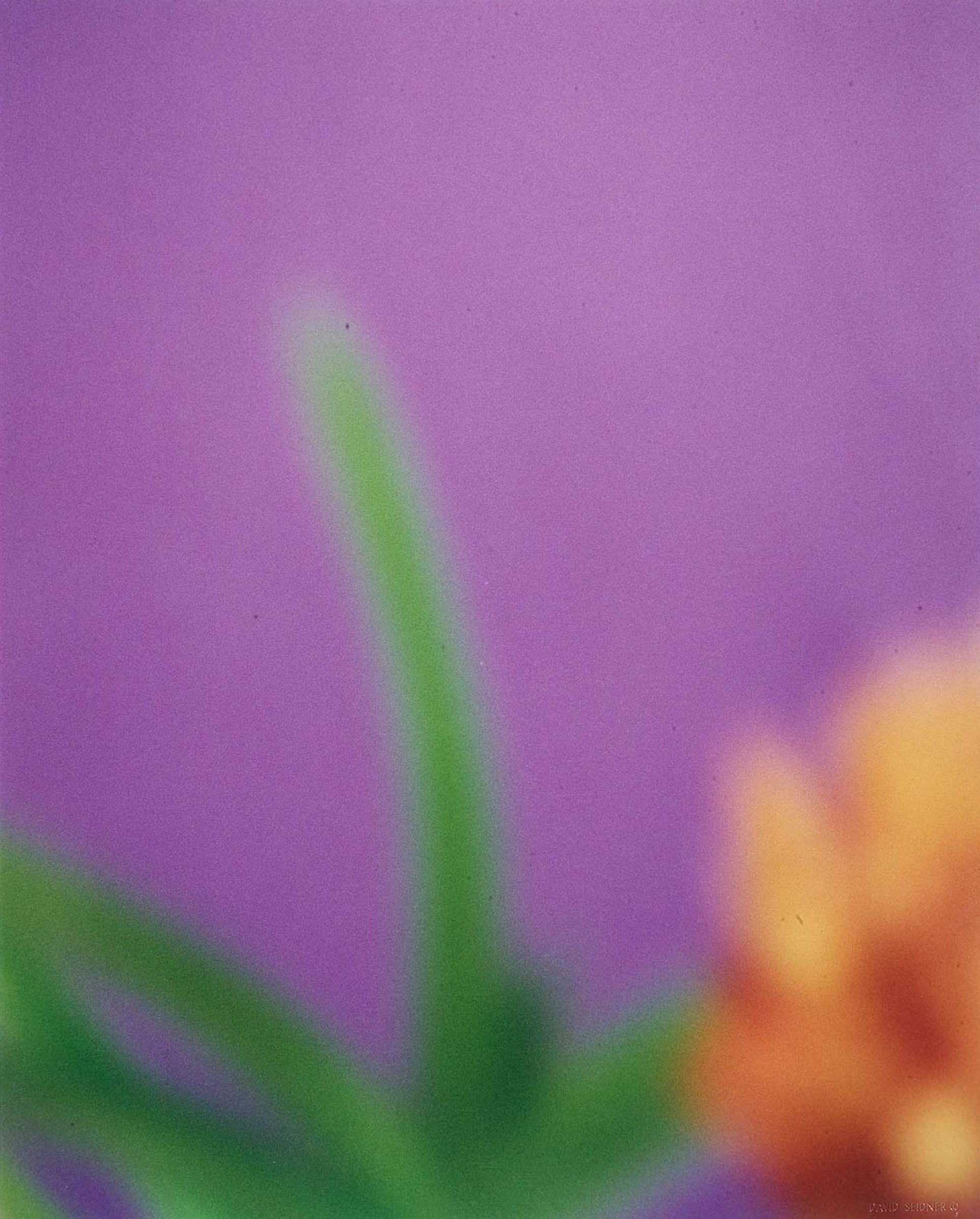 David Seidner: Fashion Photography Exhibit | ICP